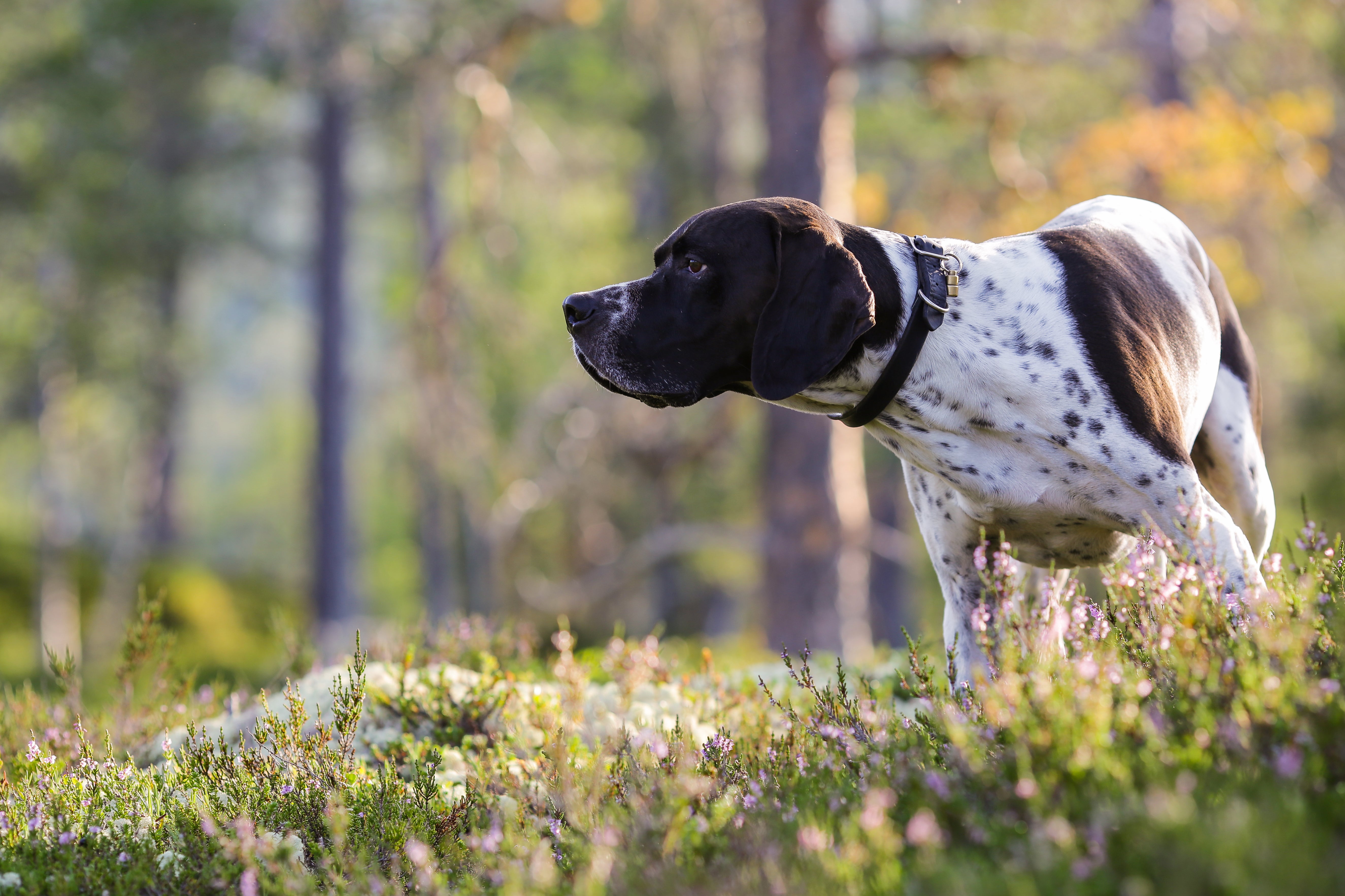 English Pointer Wallpapers - Wallpaper Cave