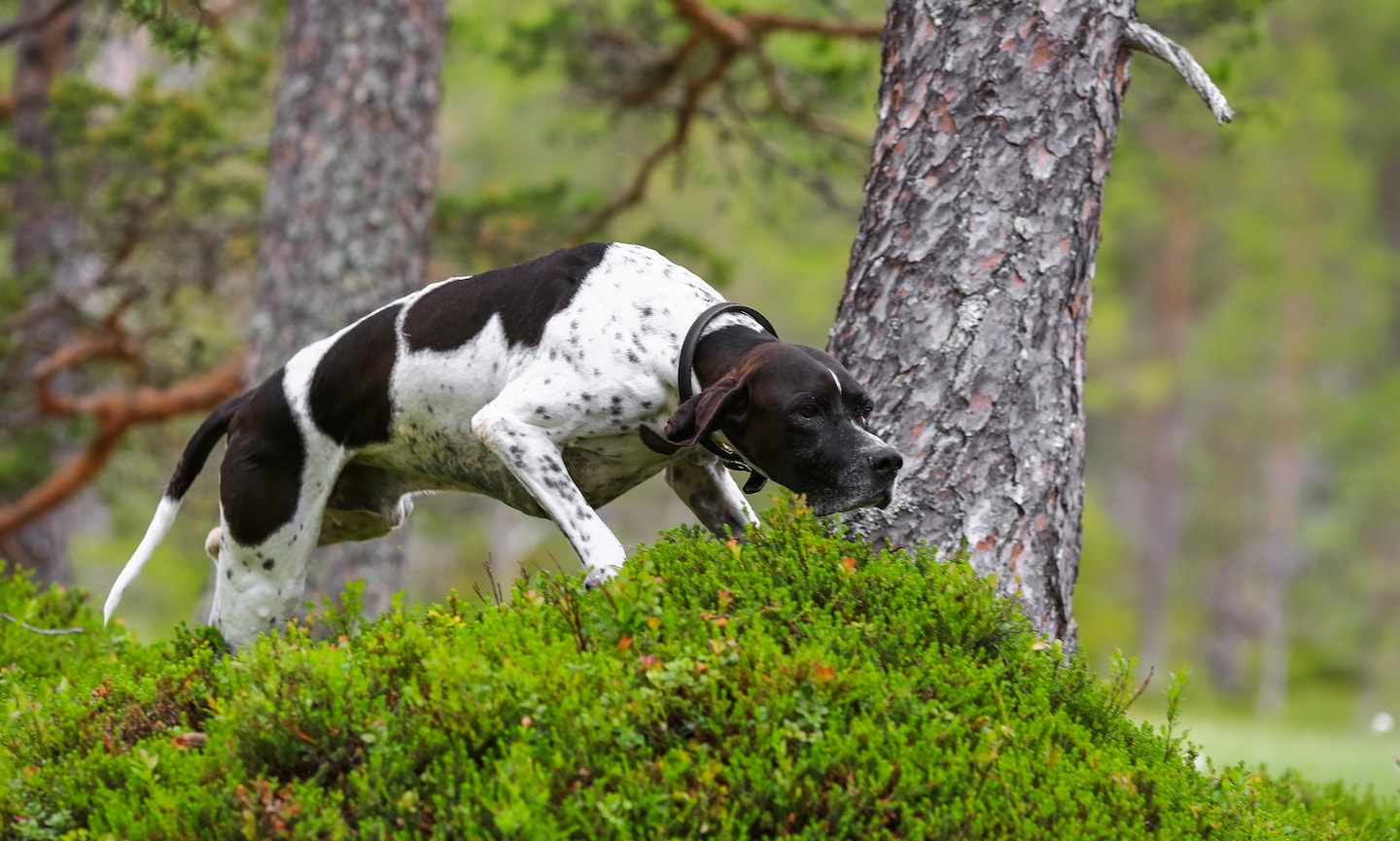 English Pointer Wallpapers - Wallpaper Cave