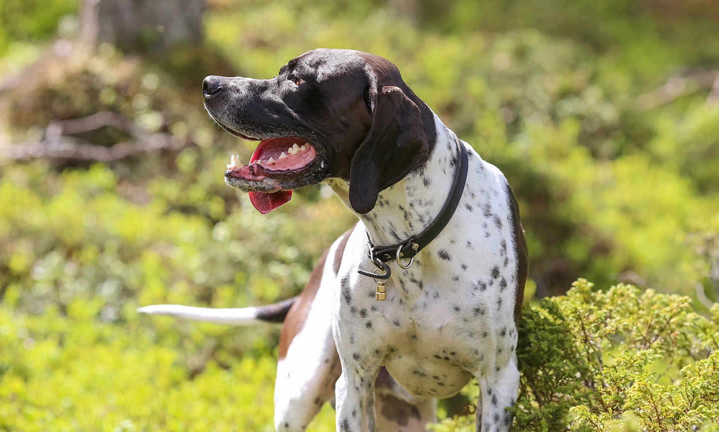 English Pointer Wallpapers - Wallpaper Cave