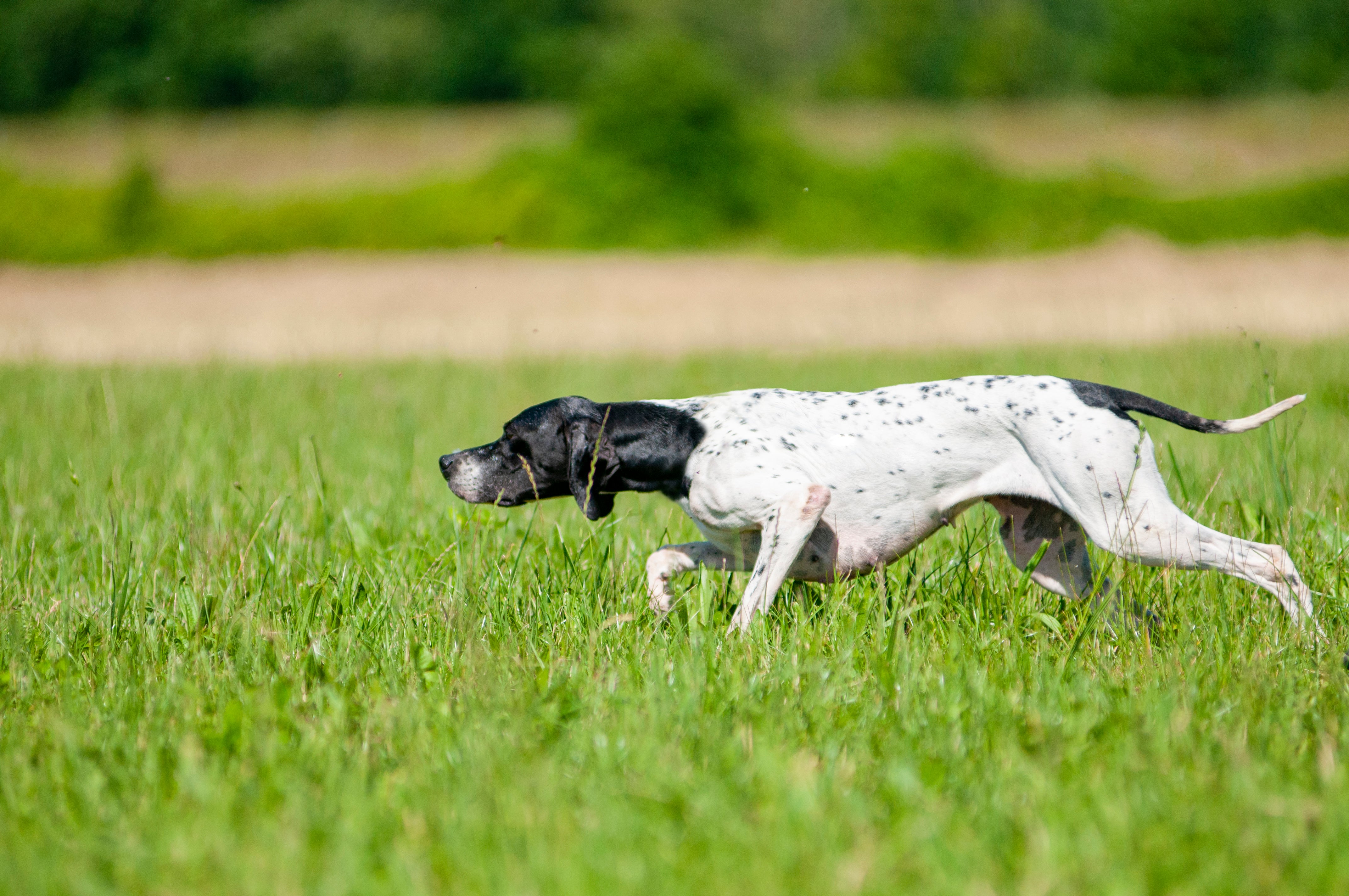 English Pointer Wallpapers - Wallpaper Cave