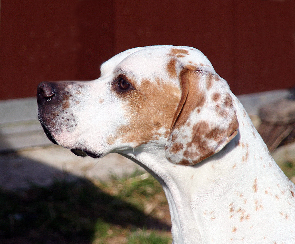 English Pointer Wallpapers - Wallpaper Cave