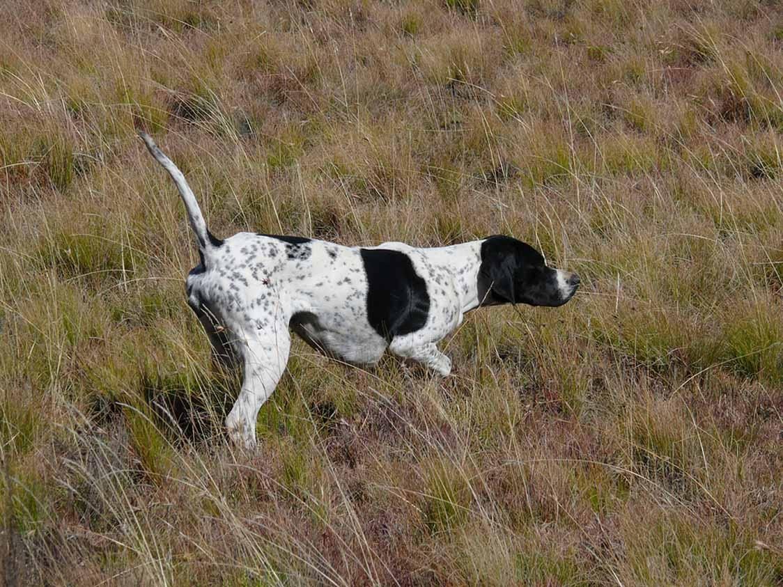 English Pointer Wallpapers - Wallpaper Cave