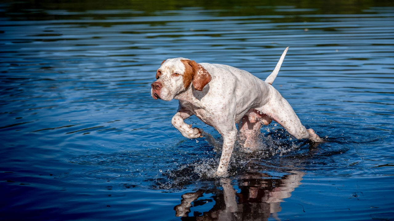English Pointer Wallpapers - Wallpaper Cave