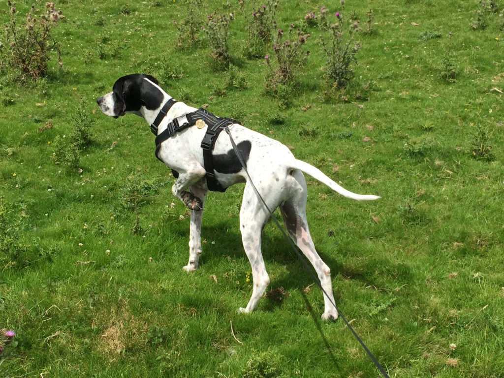 English Pointer Wallpapers - Wallpaper Cave