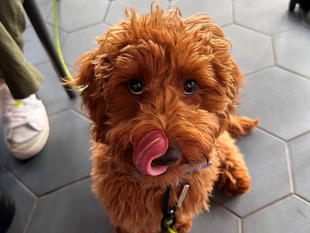 Cute Dog Goldendoodle Wallpapers - Wallpaper Cave