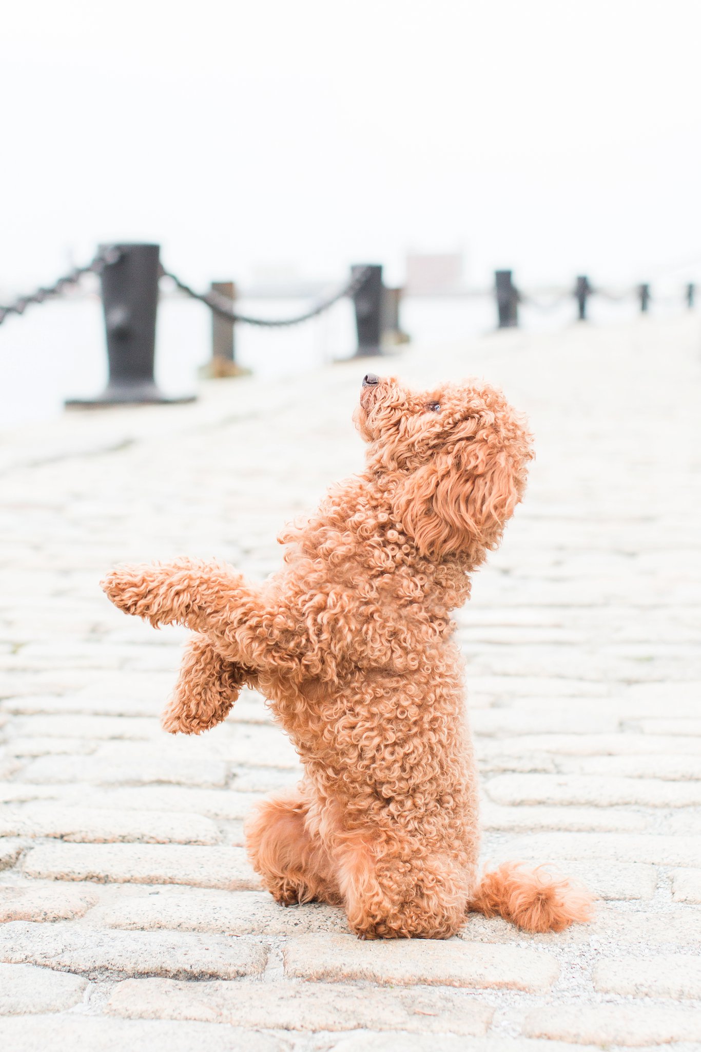 Cute Dog Goldendoodle Wallpapers - Wallpaper Cave