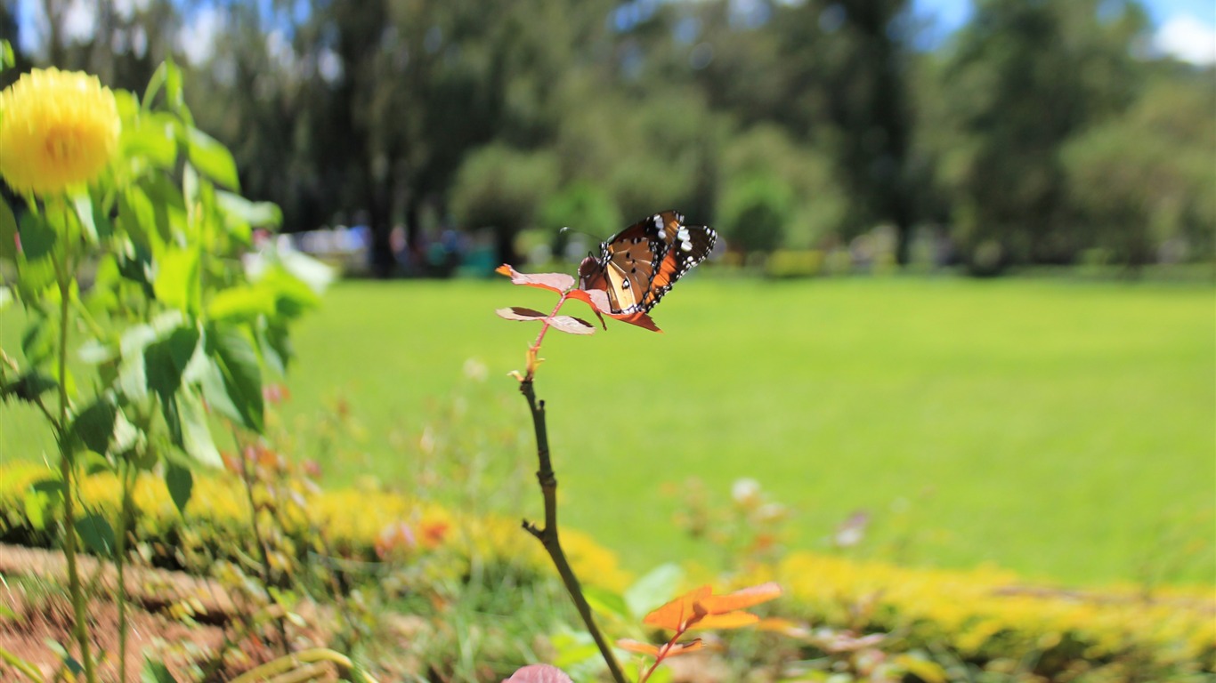 Spring 1366x768 Wallpapers - Wallpaper Cave