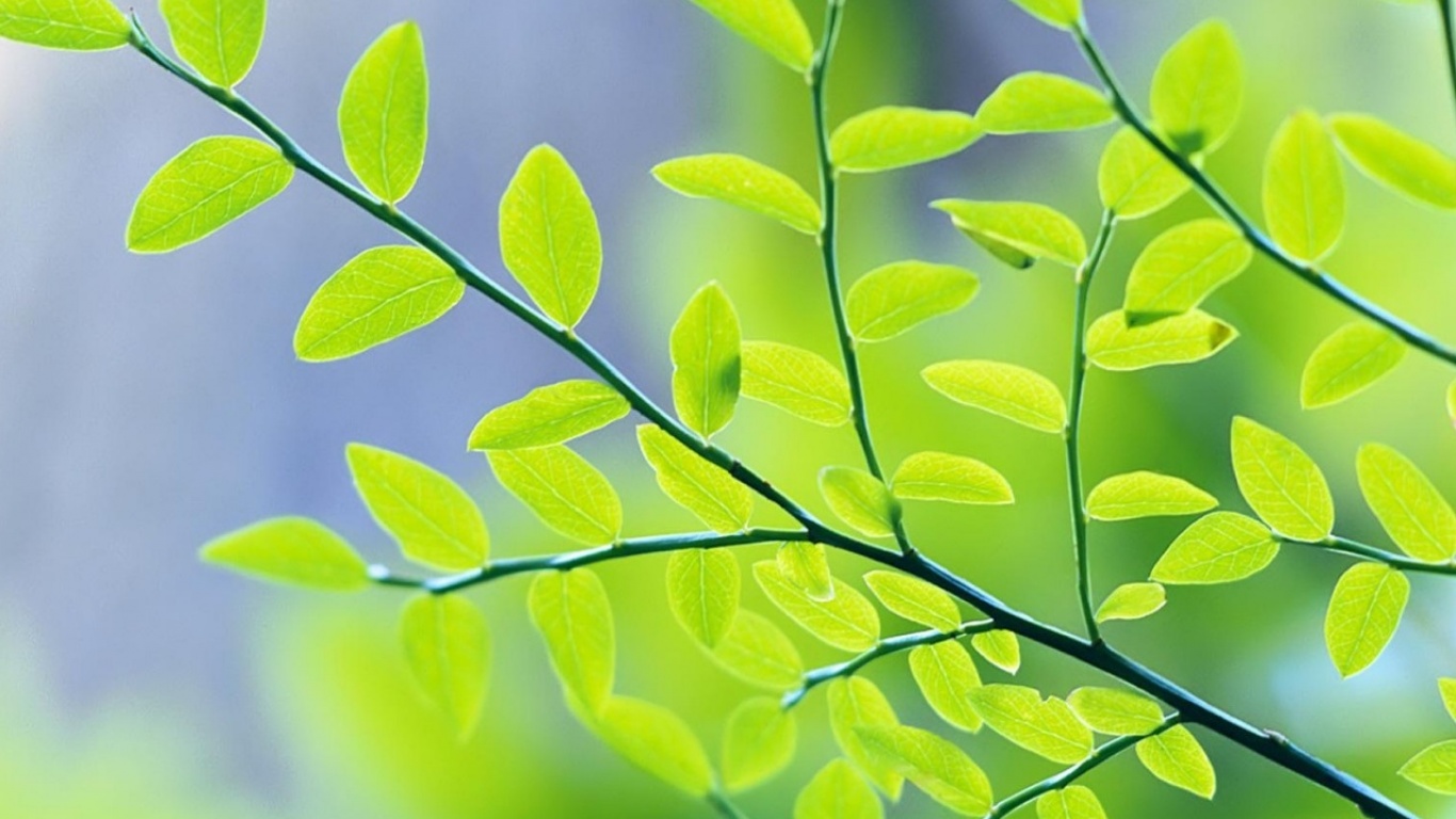 Spring 1366x768 Wallpapers - Wallpaper Cave