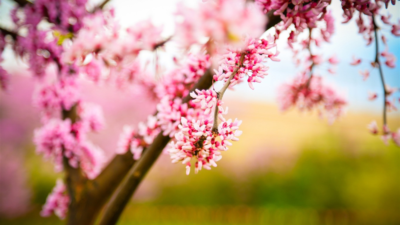 Spring 1366x768 Wallpapers - Wallpaper Cave