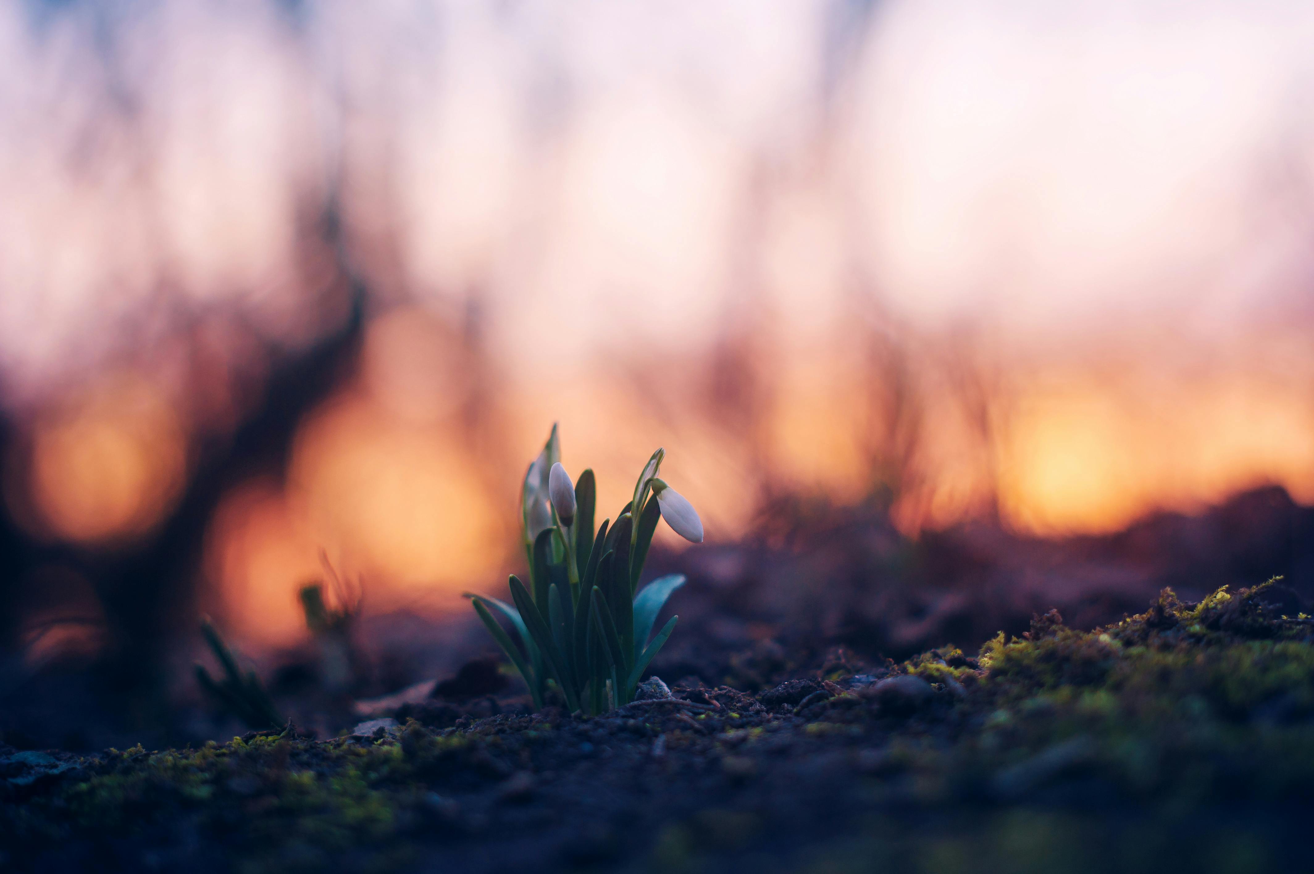 Spring Sunset HD Wallpapers - Wallpaper Cave