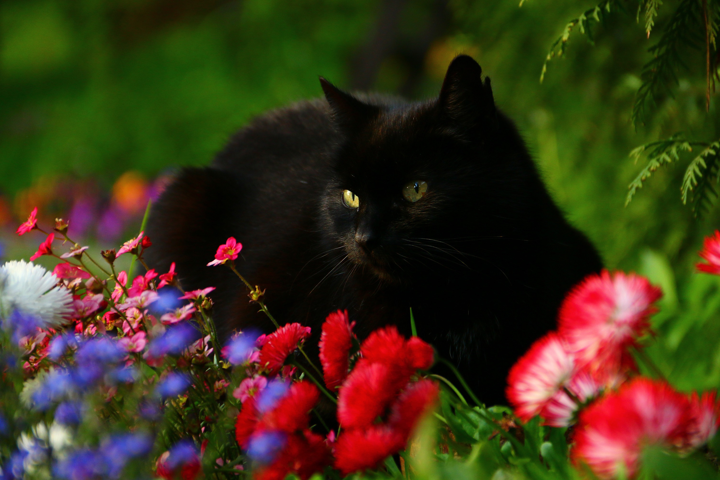 Cat With Flowers Desktop Wallpapers - Wallpaper Cave