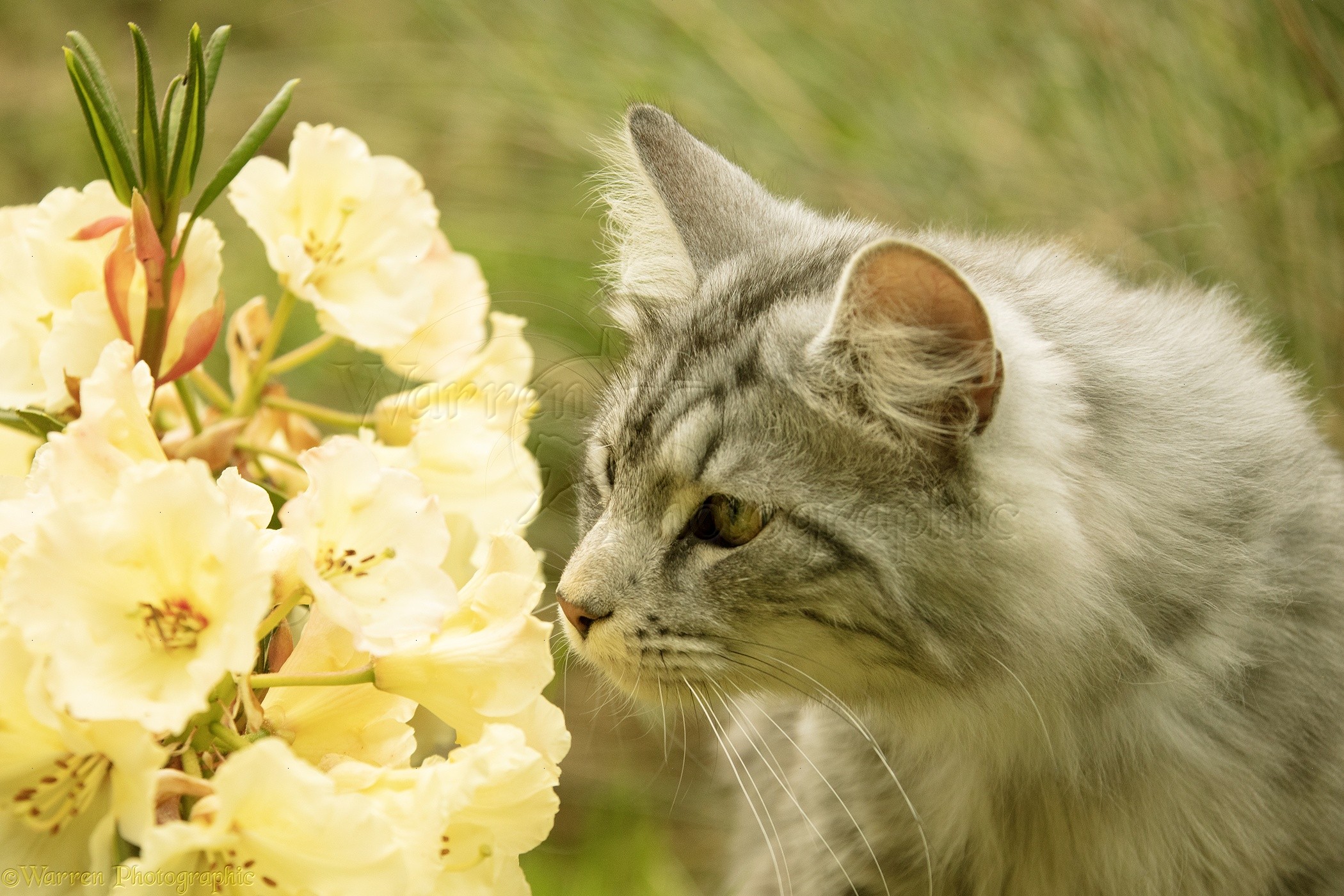 Cat With Flowers Desktop Wallpapers - Wallpaper Cave