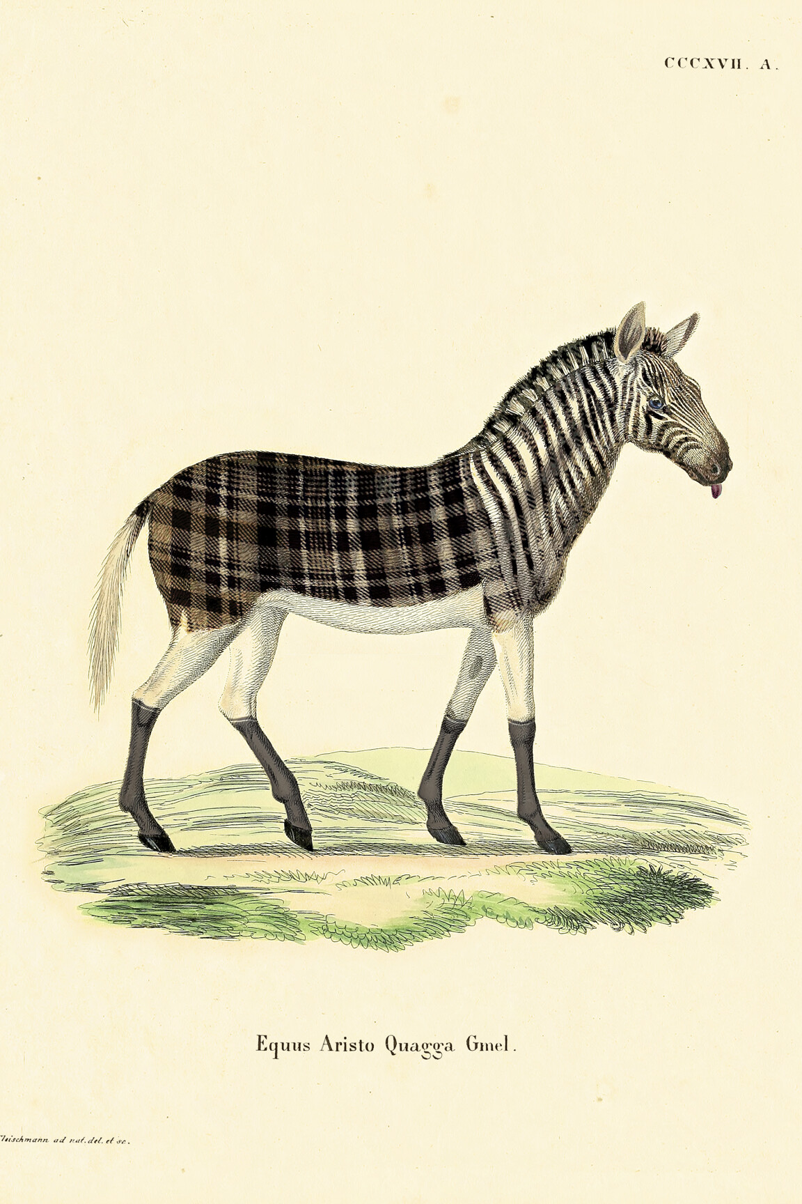 Quagga Wallpapers - Wallpaper Cave