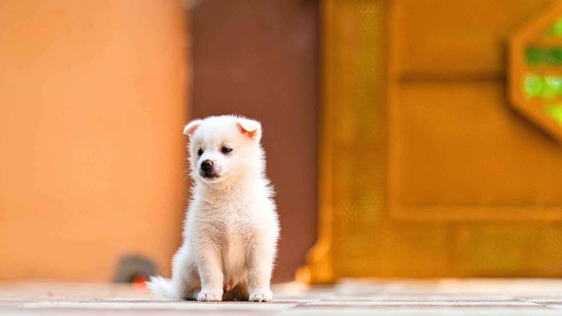 Small Dog Breeds Wallpapers - Wallpaper Cave