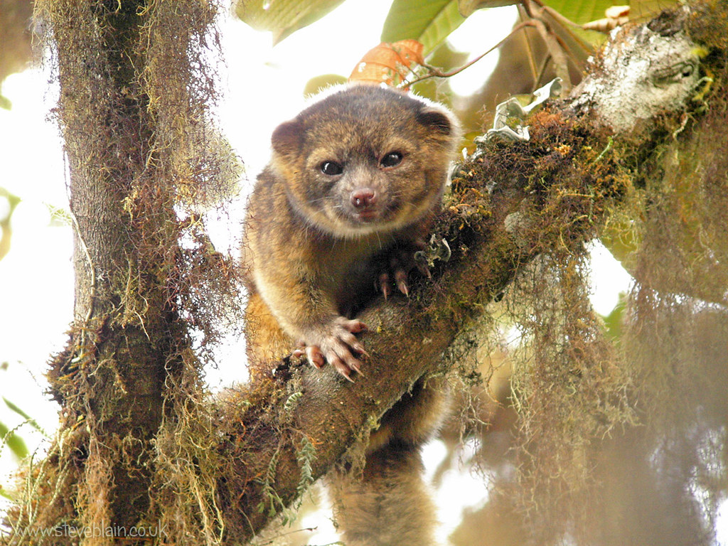 Olinguito Wallpapers - Wallpaper Cave