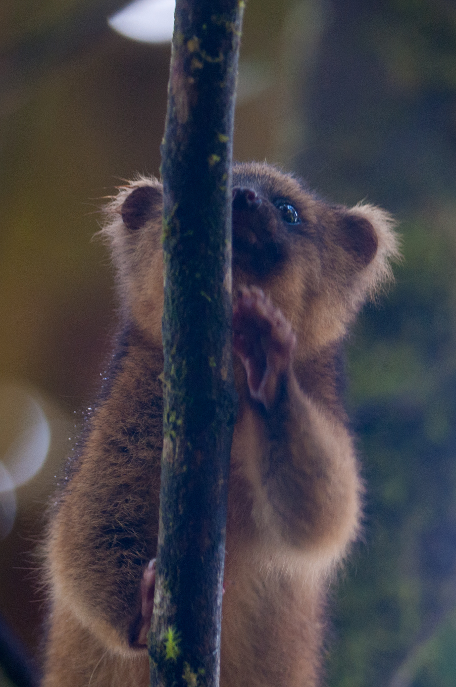 Olinguito Wallpapers - Wallpaper Cave