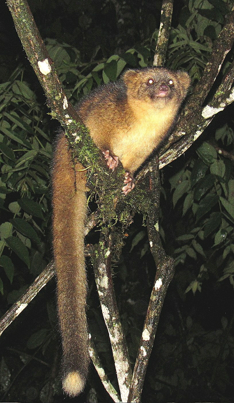 Olinguito Wallpapers - Wallpaper Cave