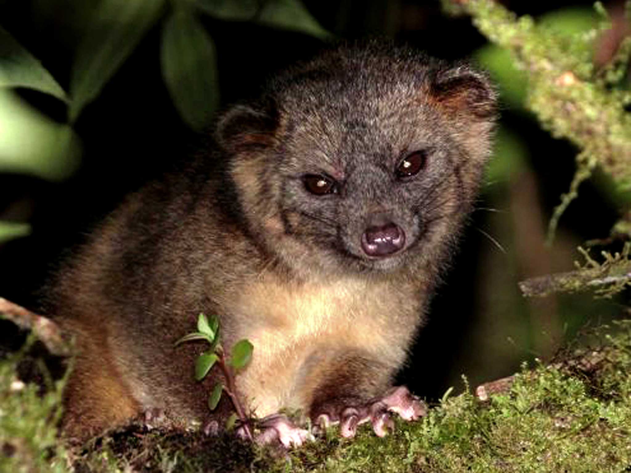 Olinguito Wallpapers - Wallpaper Cave