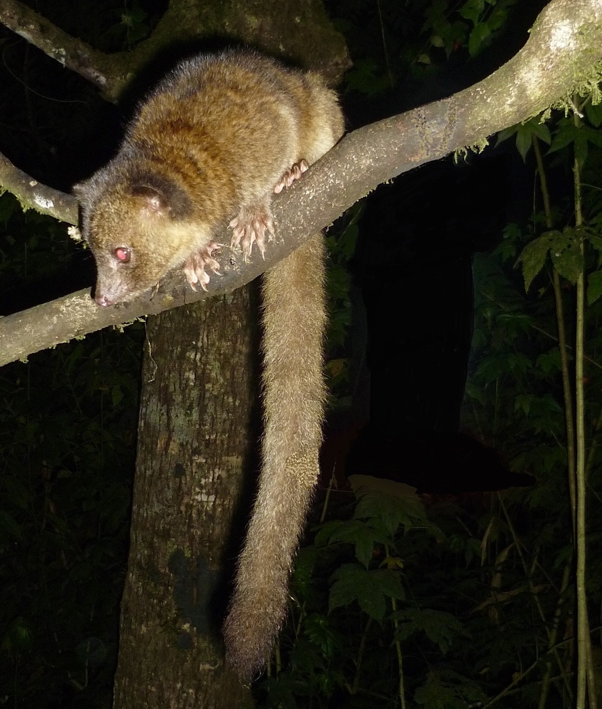 Olinguito Wallpapers - Wallpaper Cave