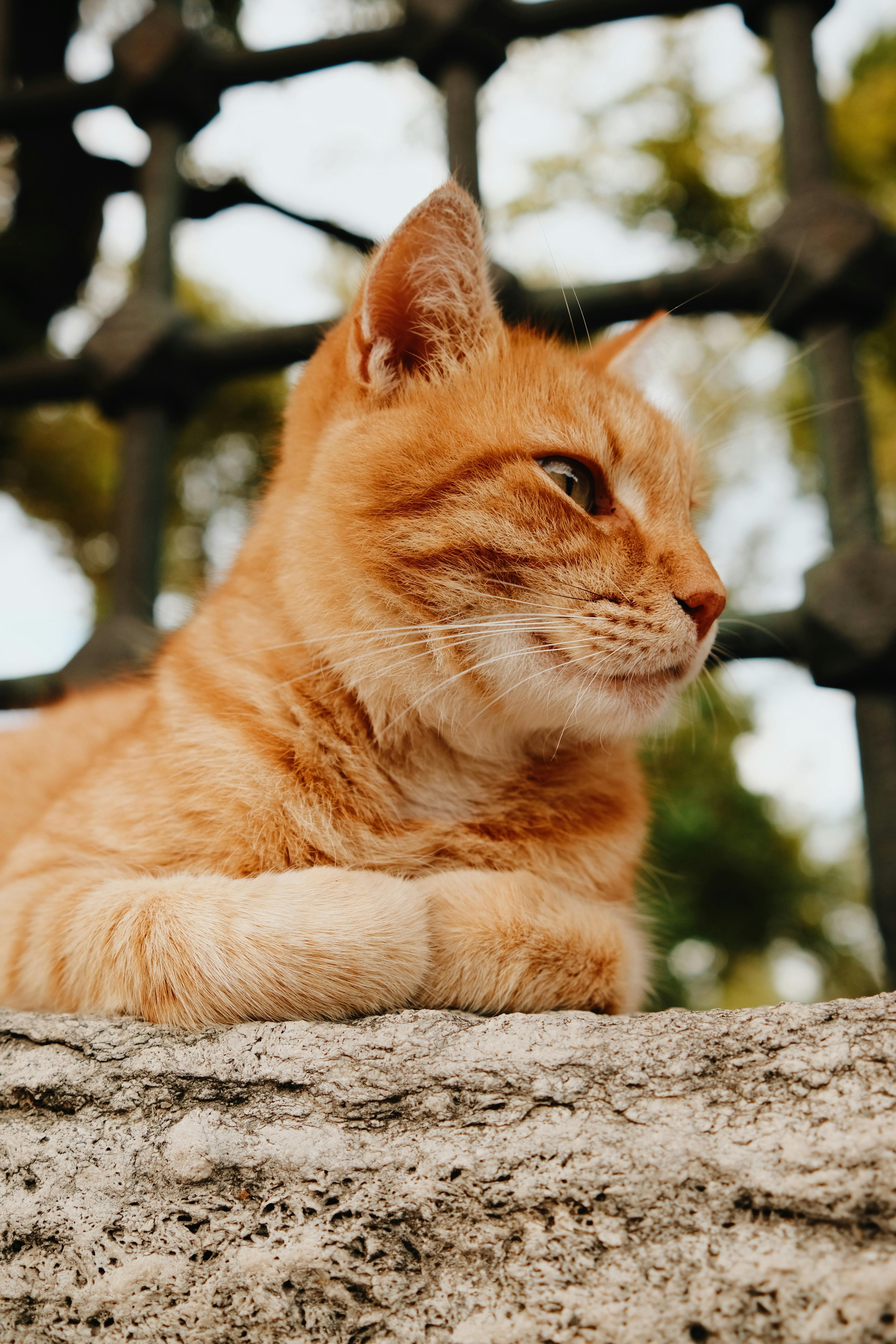 Orange Cat iPhone Wallpapers - Wallpaper Cave