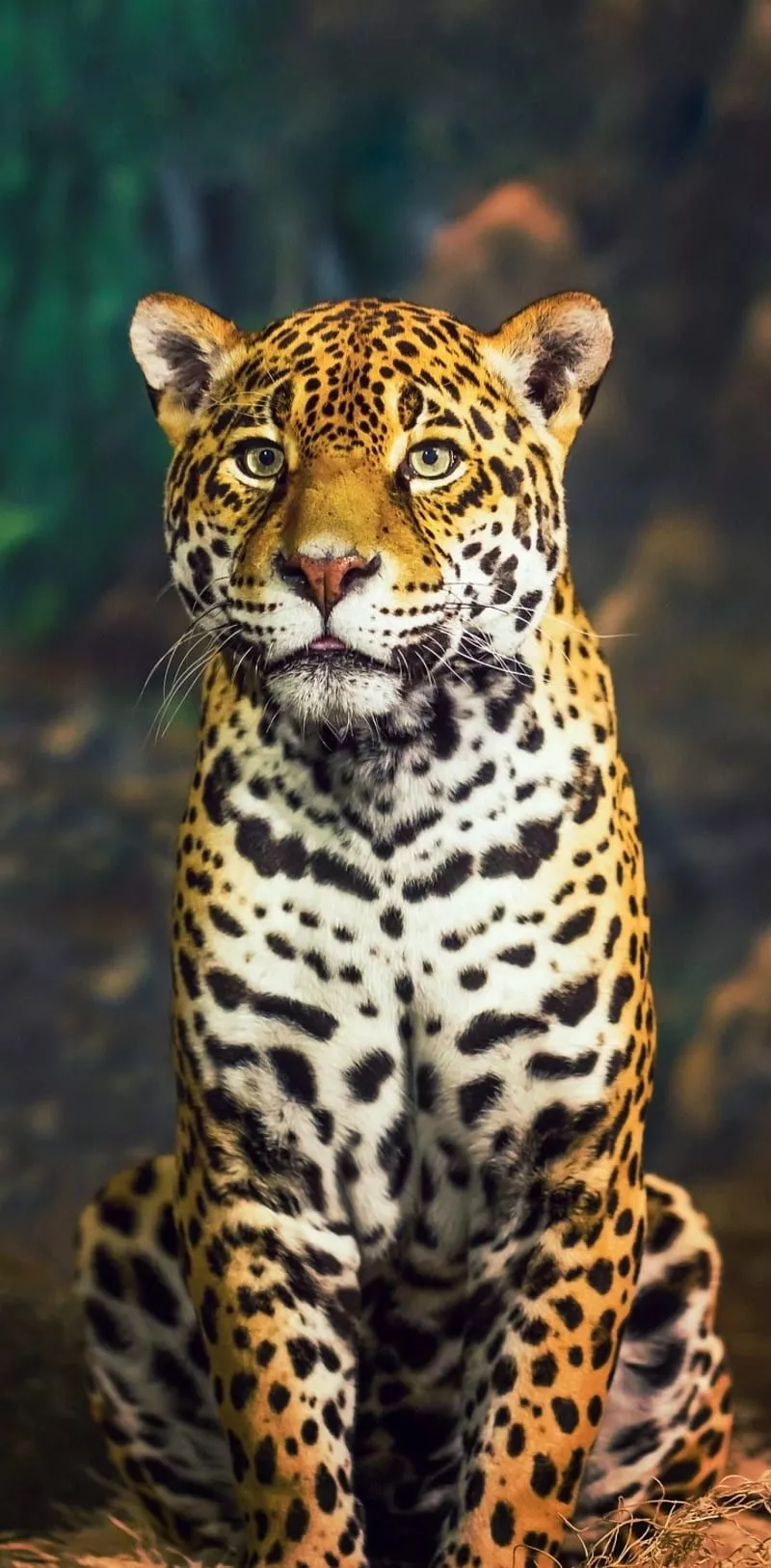 Leopard Mobile Wallpapers - Wallpaper Cave