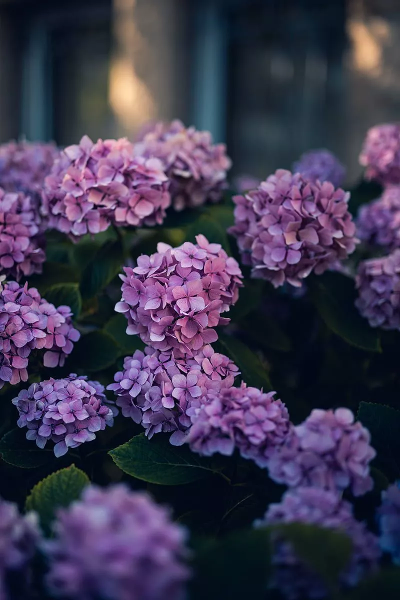 Hydrangea Phone Wallpapers - Wallpaper Cave