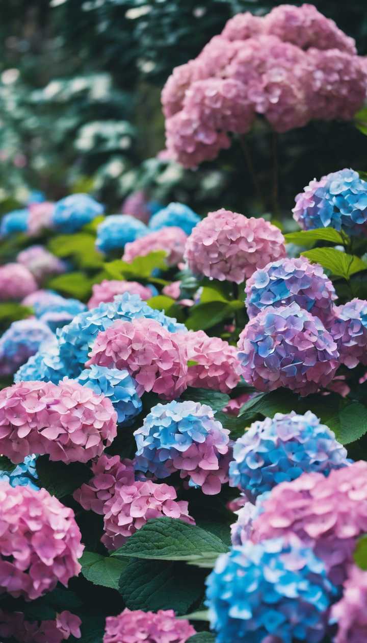 Hydrangea Phone Wallpapers - Wallpaper Cave