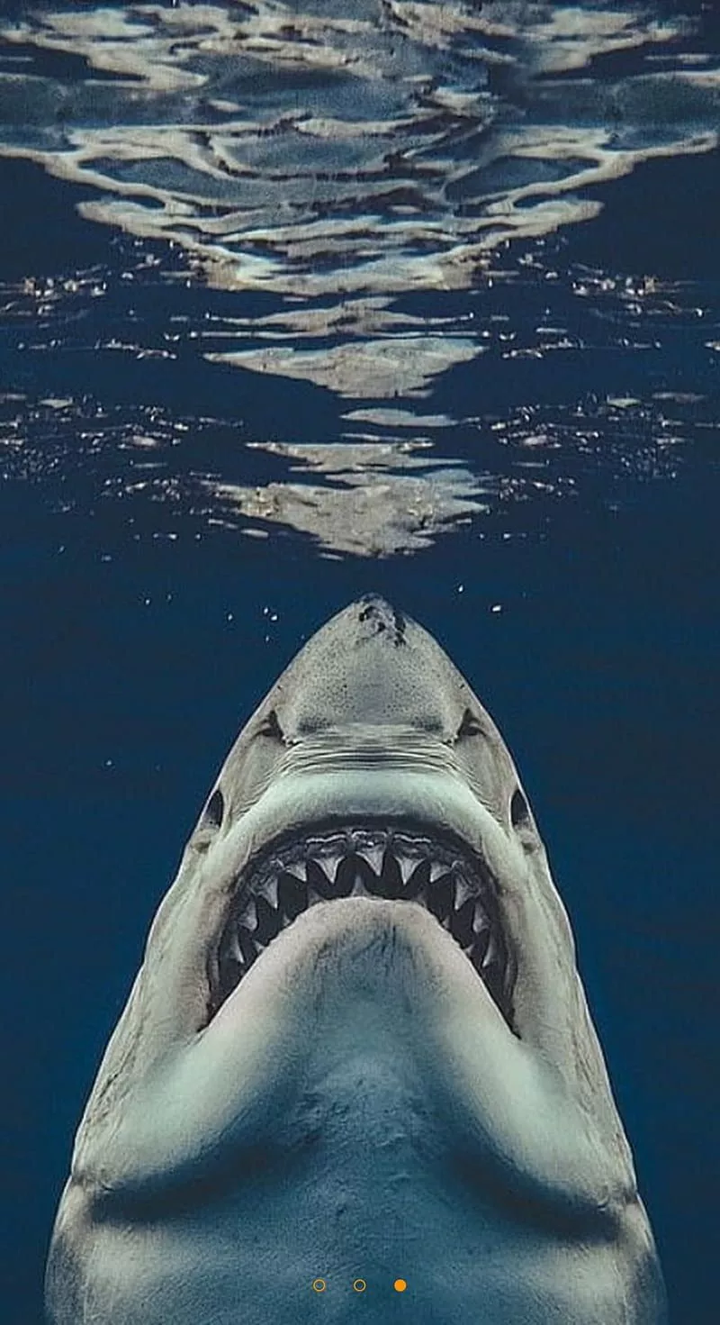 Jaws Wallpapers - Wallpaper Cave