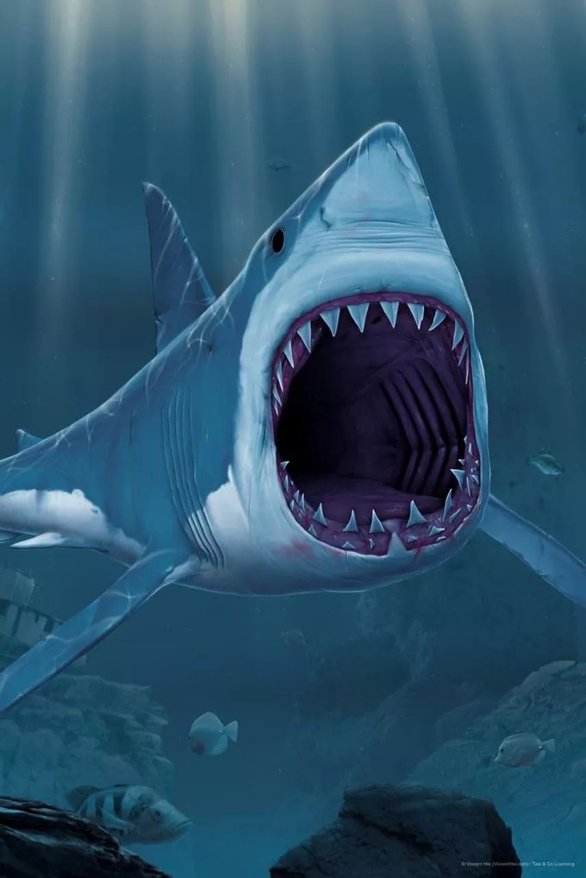 Jaws Phone Wallpapers - Wallpaper Cave