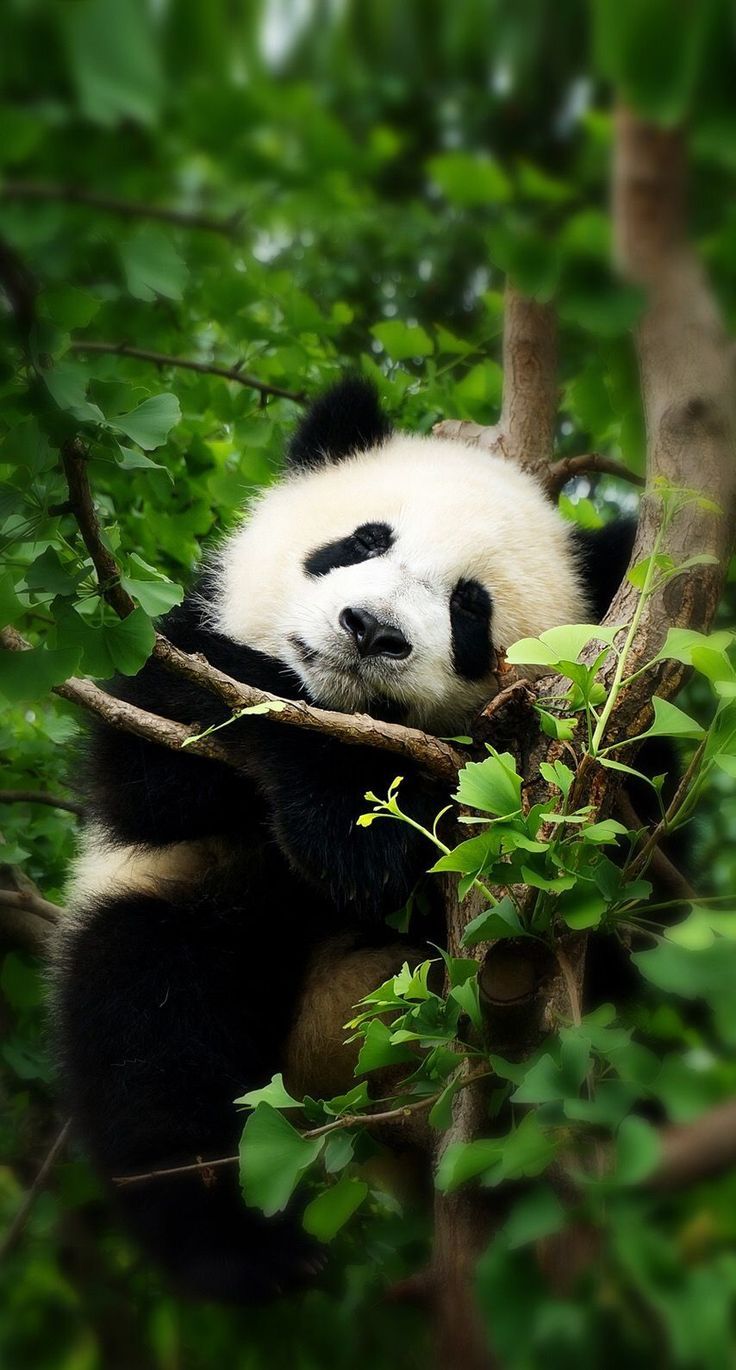 Panda In Tree Wallpapers - Wallpaper Cave