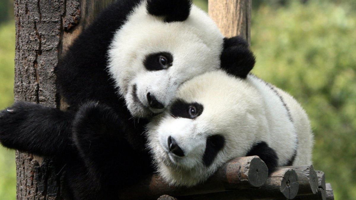 Panda In Tree Wallpapers - Wallpaper Cave