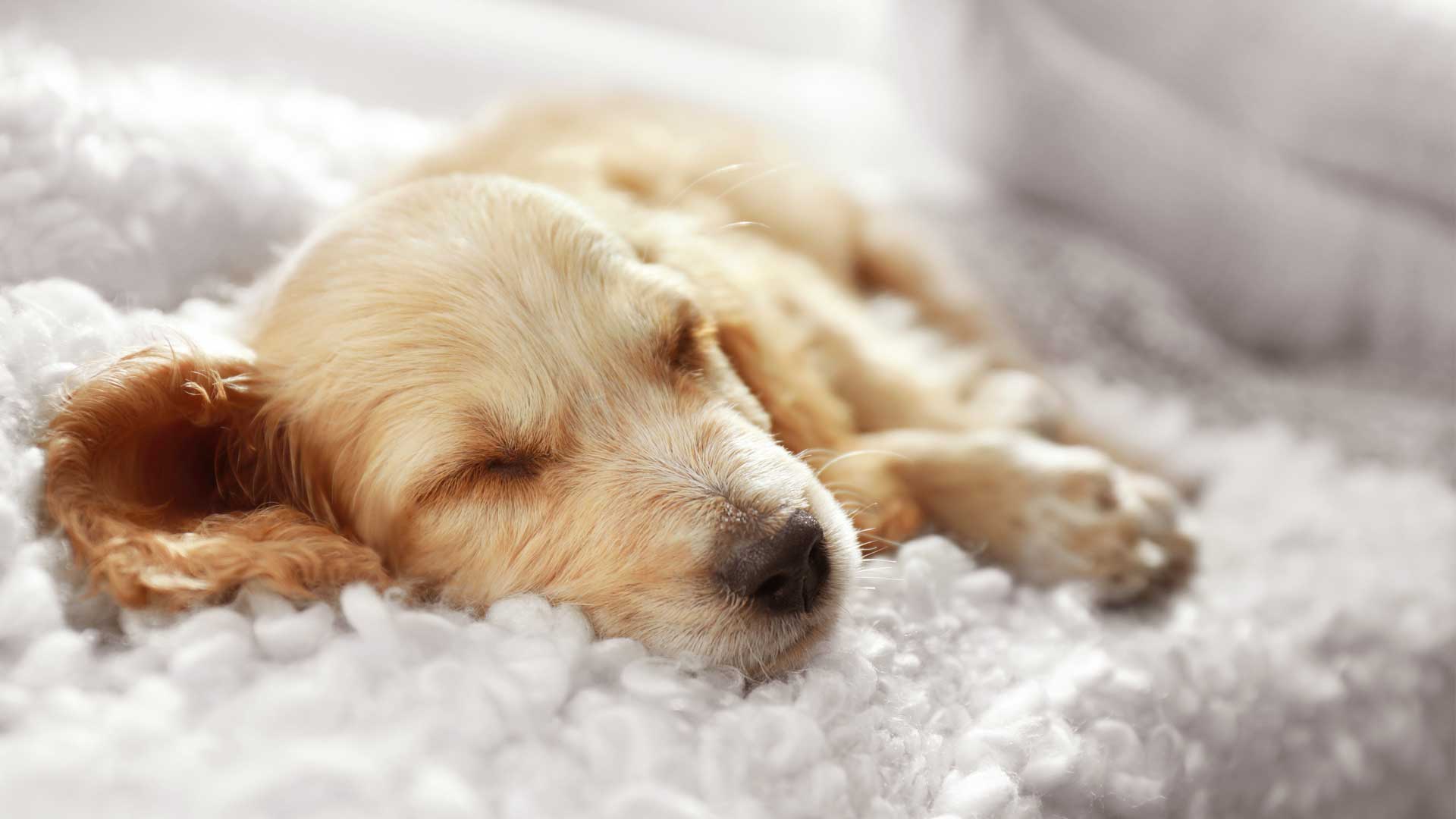Dream Dog Wallpapers - Wallpaper Cave