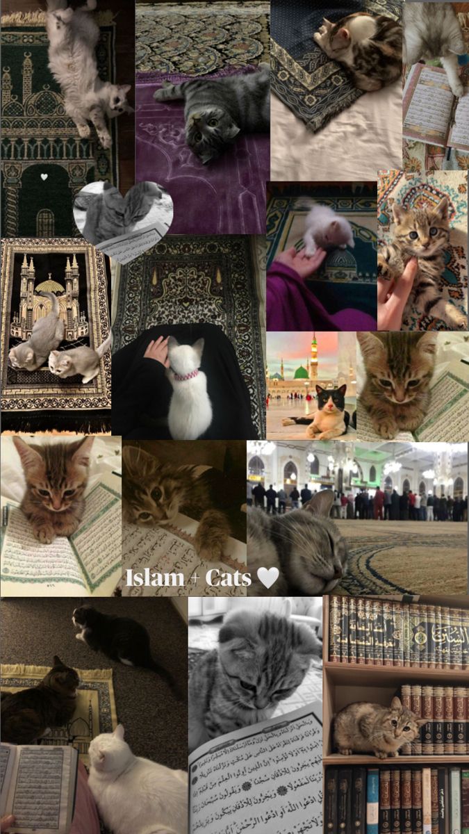 Muslim Cat Wallpapers - Wallpaper Cave