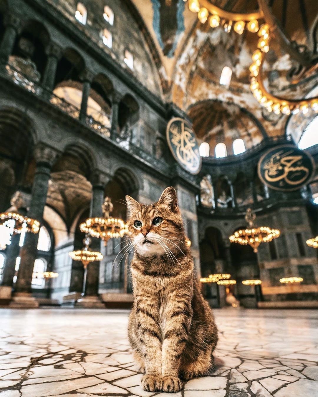 Muslim Cat Wallpapers - Wallpaper Cave