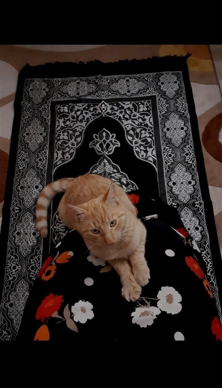 Muslim Cat Wallpapers - Wallpaper Cave