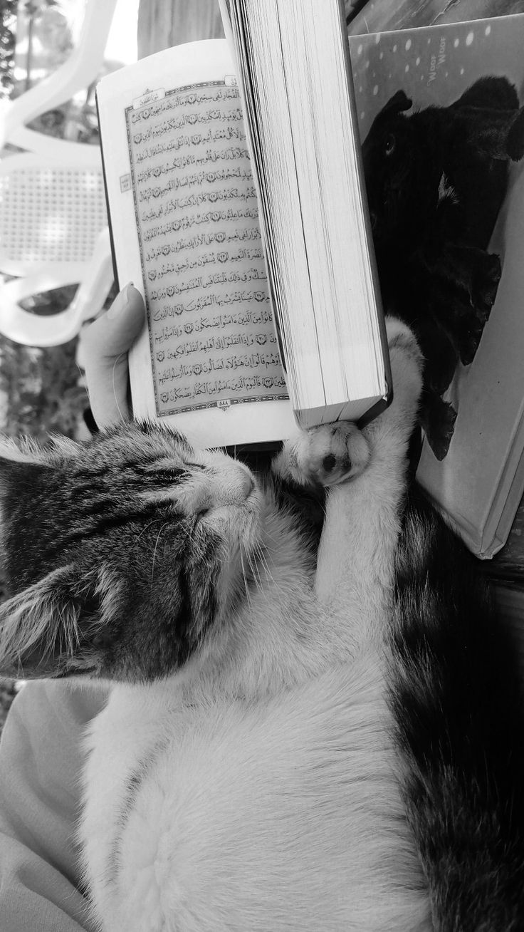 Muslim Cat Wallpapers - Wallpaper Cave