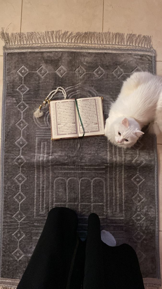 Muslim Cat Wallpapers - Wallpaper Cave
