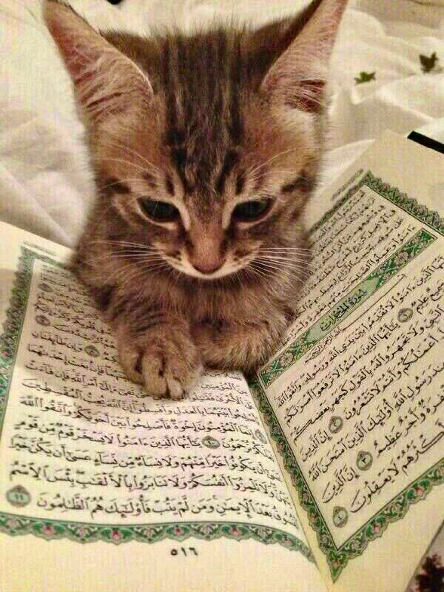 Muslim Cat Wallpapers - Wallpaper Cave