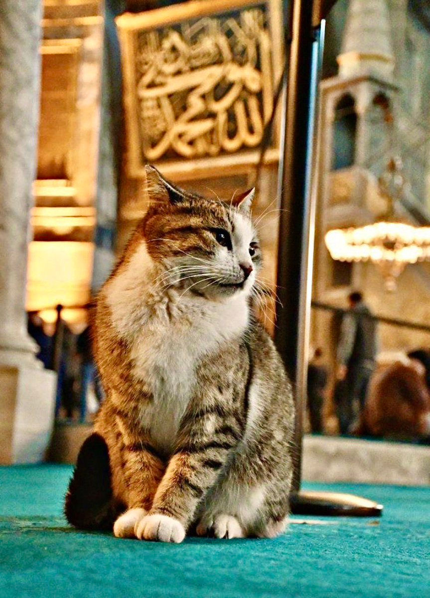 Muslim Cat Wallpapers - Wallpaper Cave