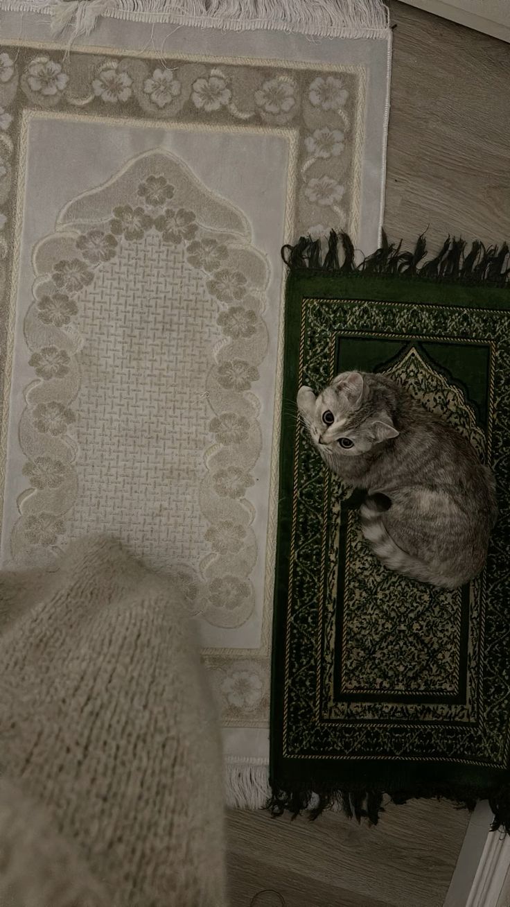Muslim Cat Wallpapers - Wallpaper Cave