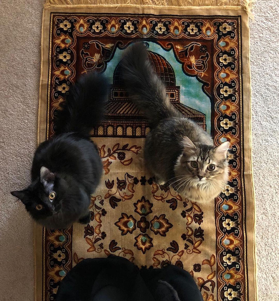 Muslim Cat Wallpapers - Wallpaper Cave