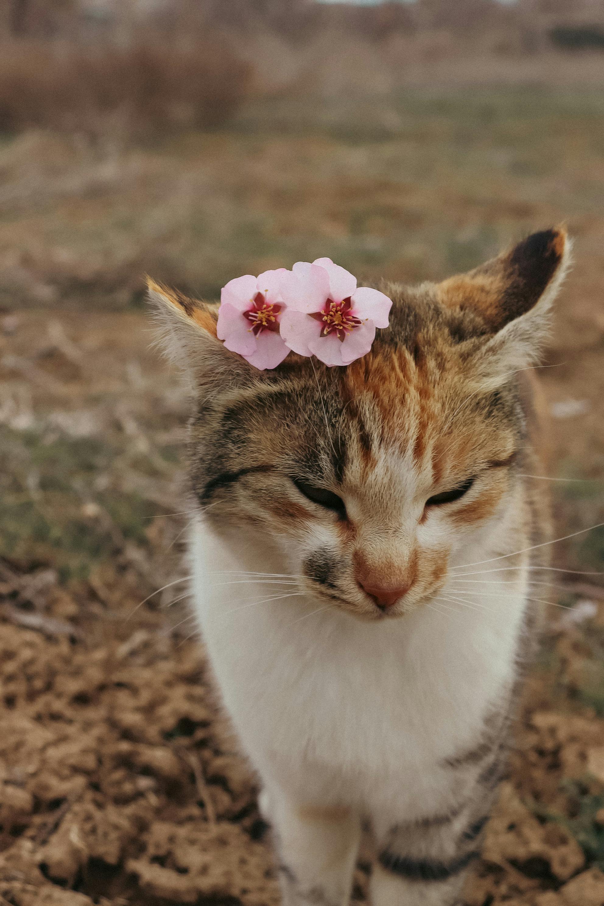 Cat With Flowers Wallpapers - Wallpaper Cave