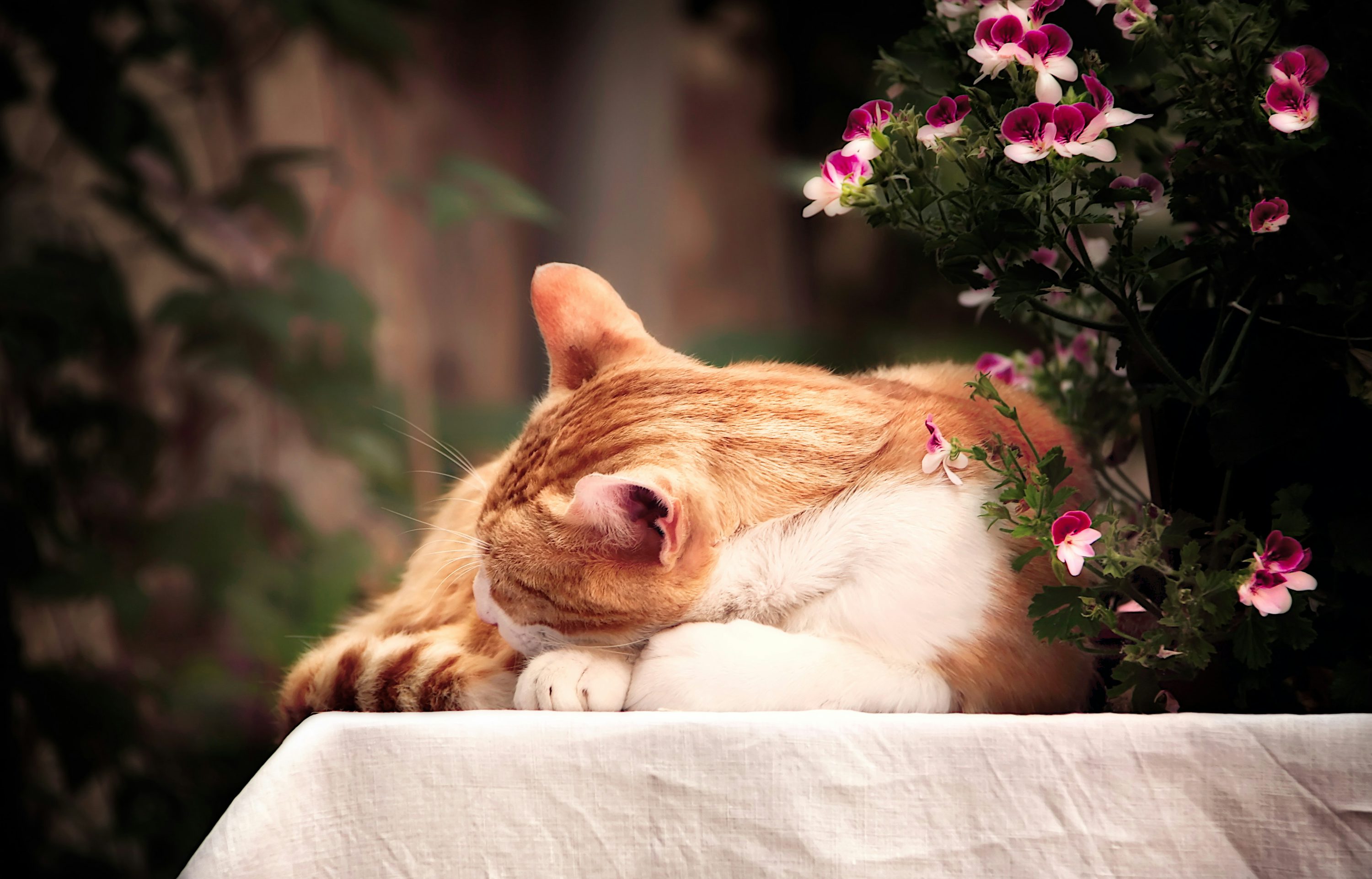 Cats In Flowers Wallpapers - Wallpaper Cave