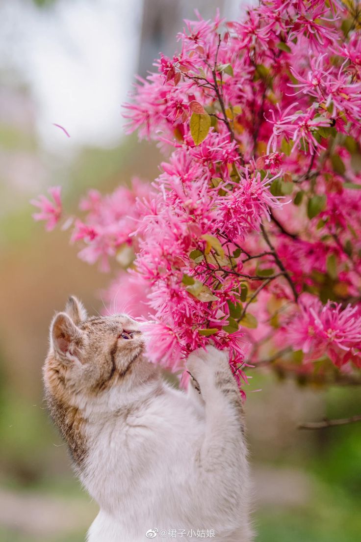 Cats In Flowers Wallpapers - Wallpaper Cave