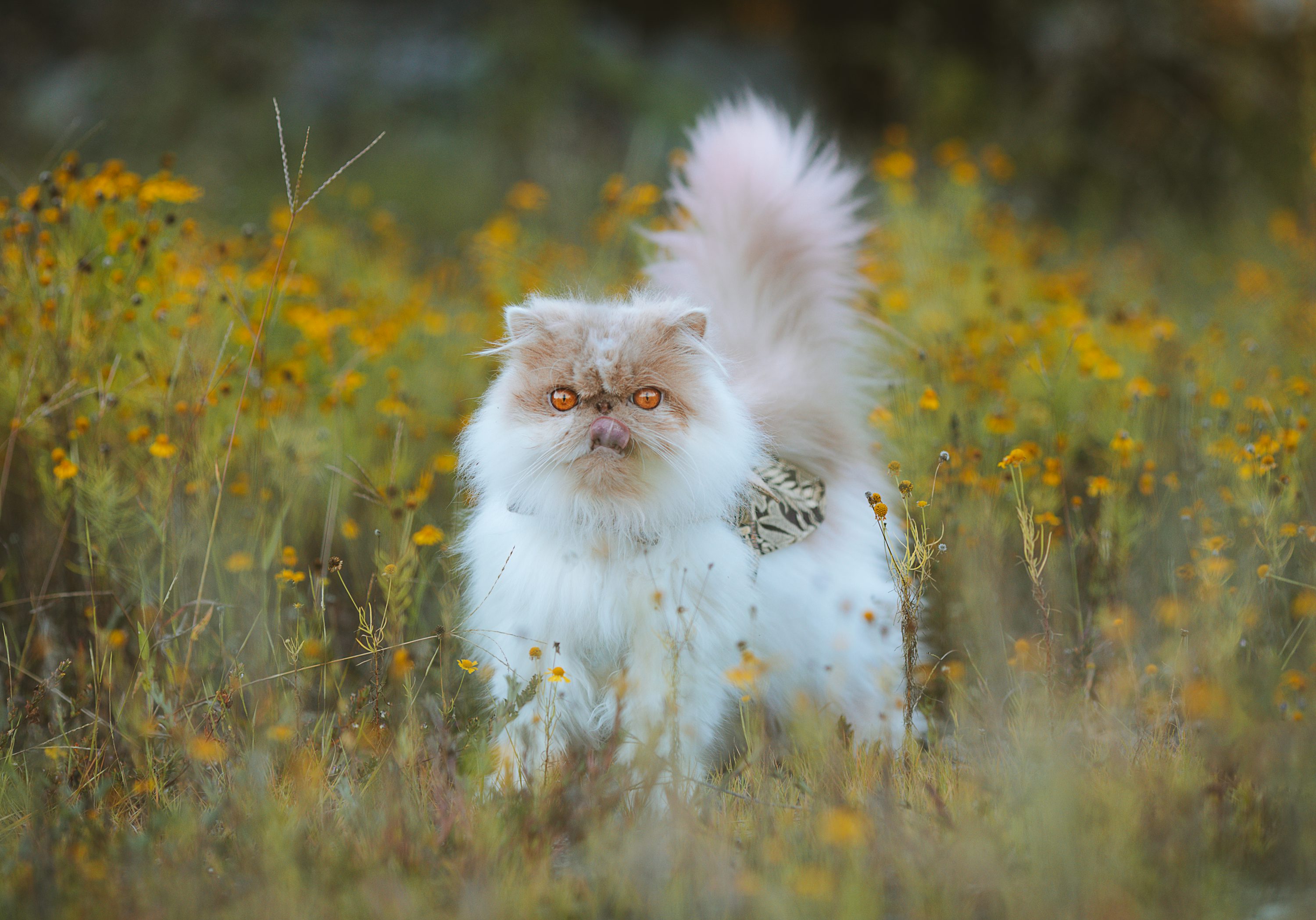Cats In Flowers Wallpapers - Wallpaper Cave