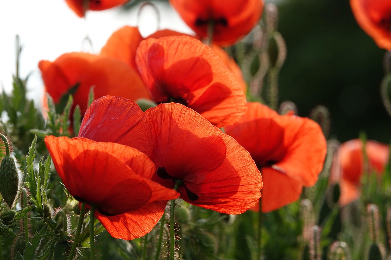 Common Poppy Wallpapers - Wallpaper Cave