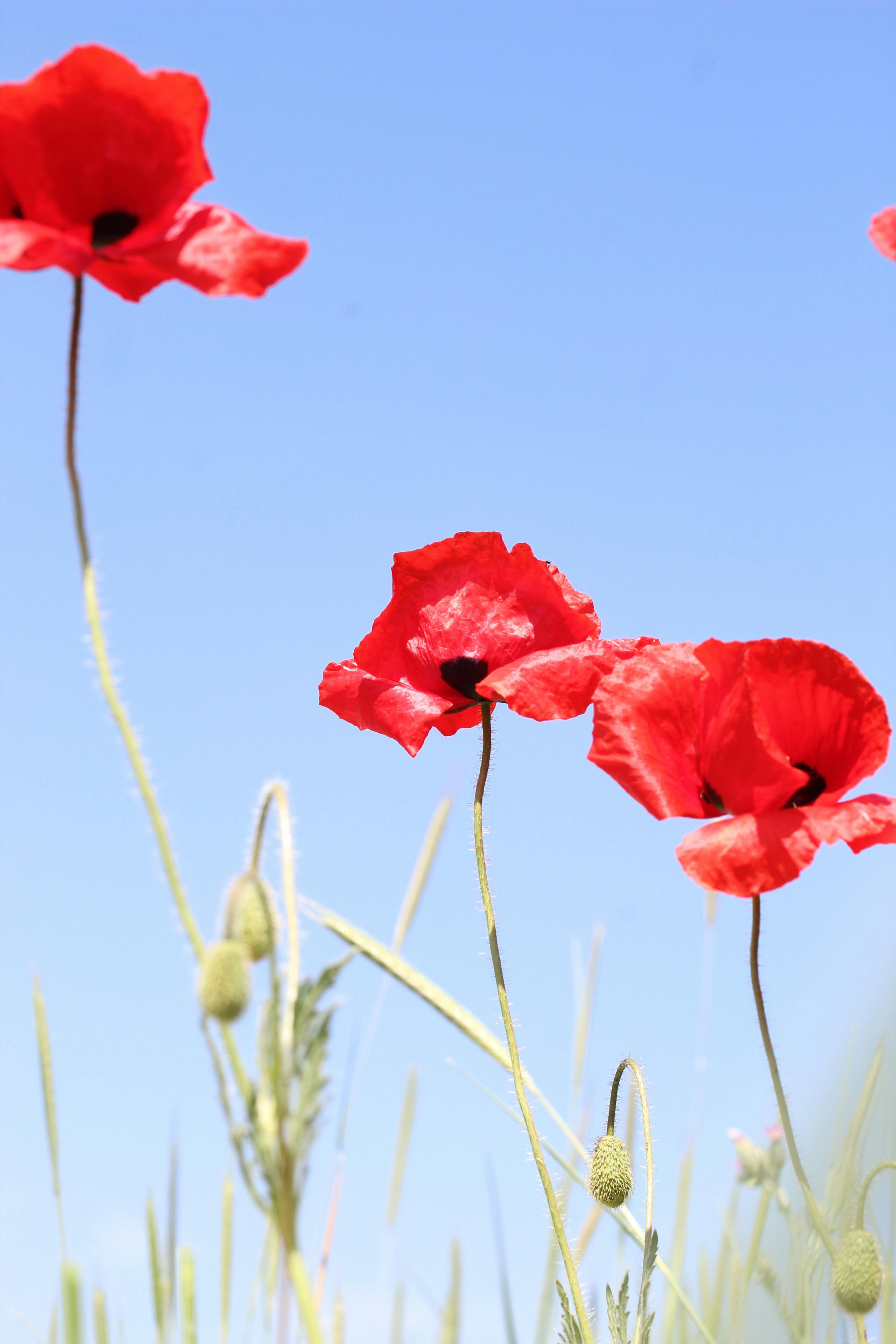 Common Poppy Wallpapers - Wallpaper Cave