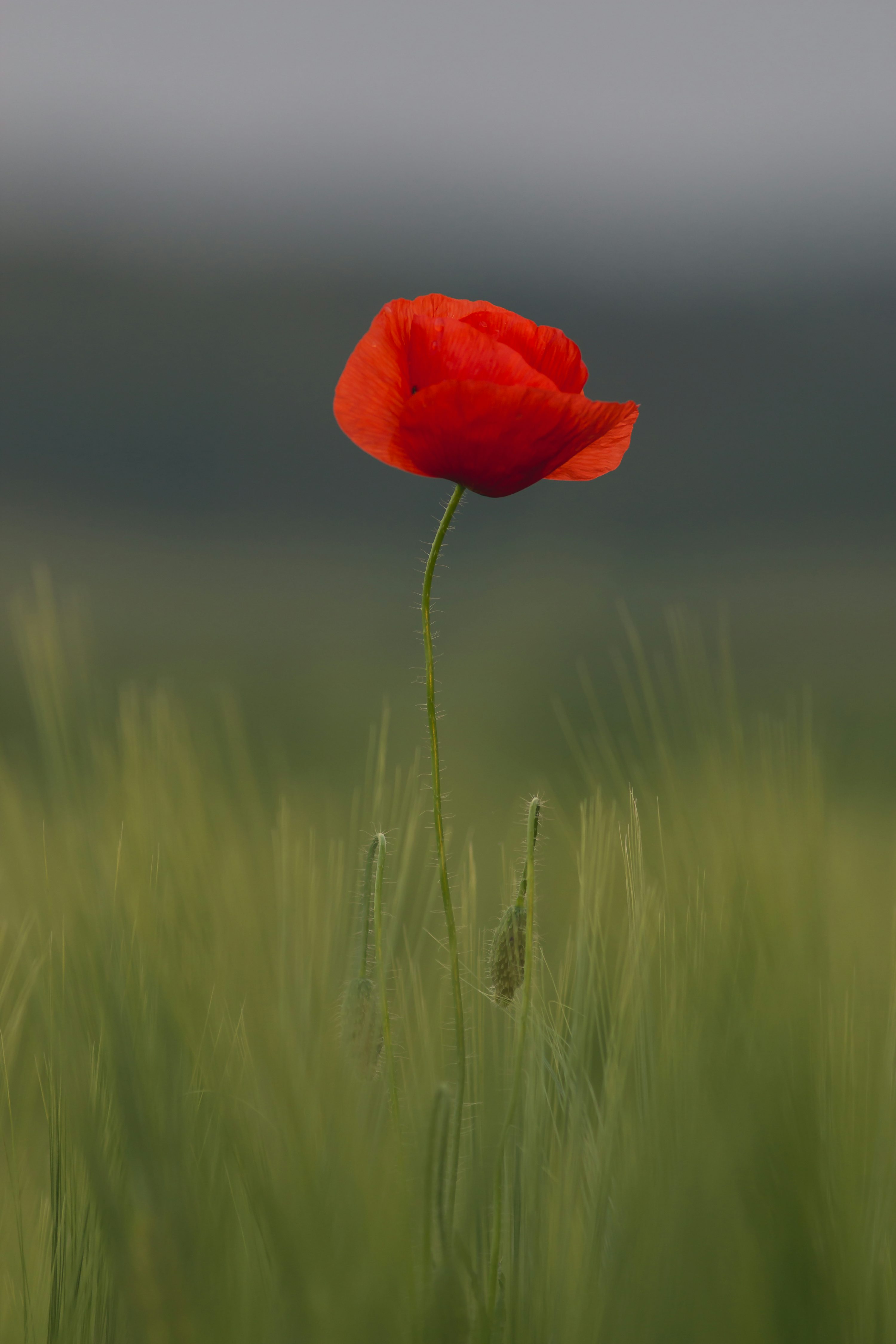 Common Poppy Wallpapers - Wallpaper Cave