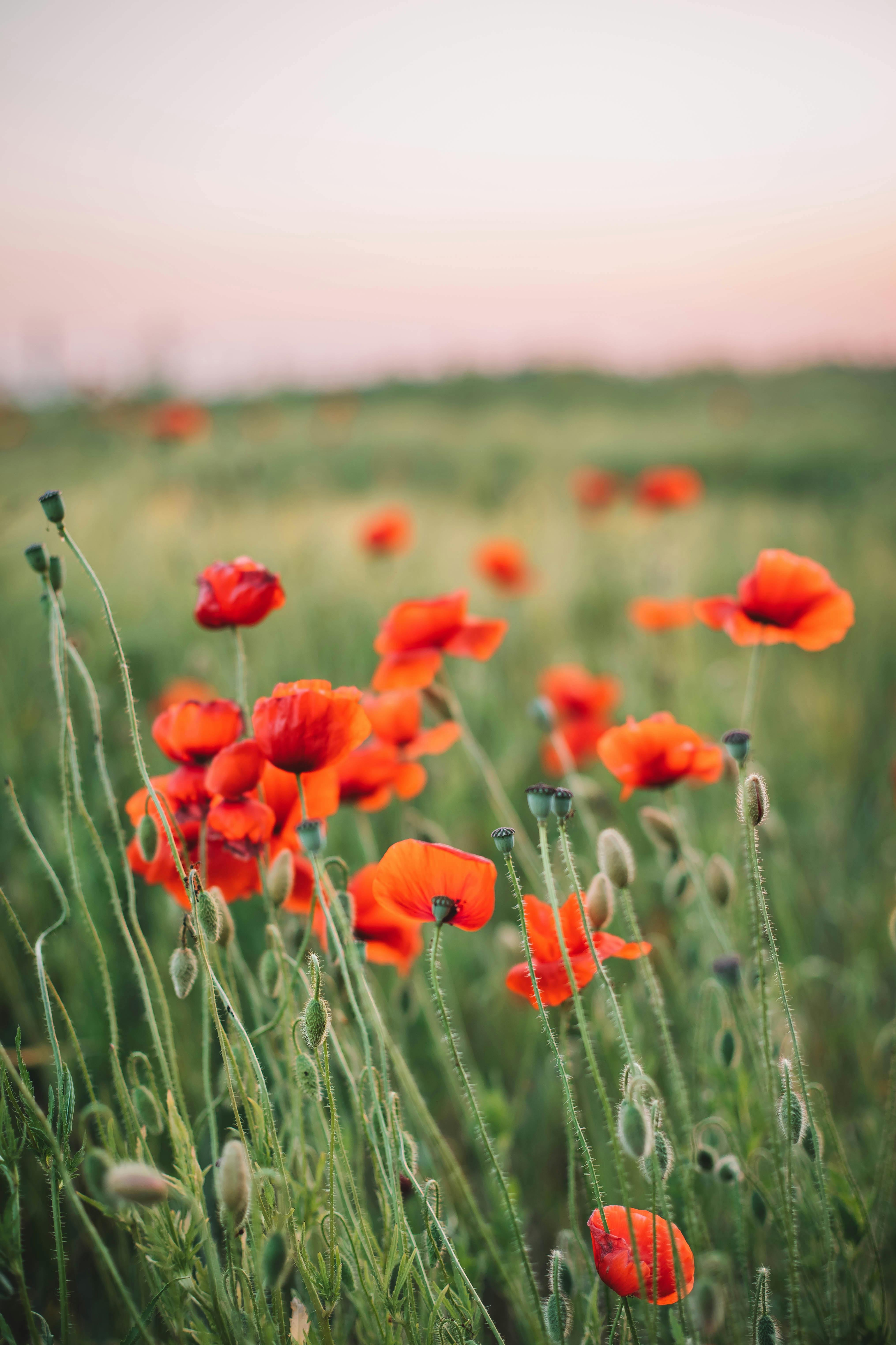 Common Poppy Wallpapers - Wallpaper Cave