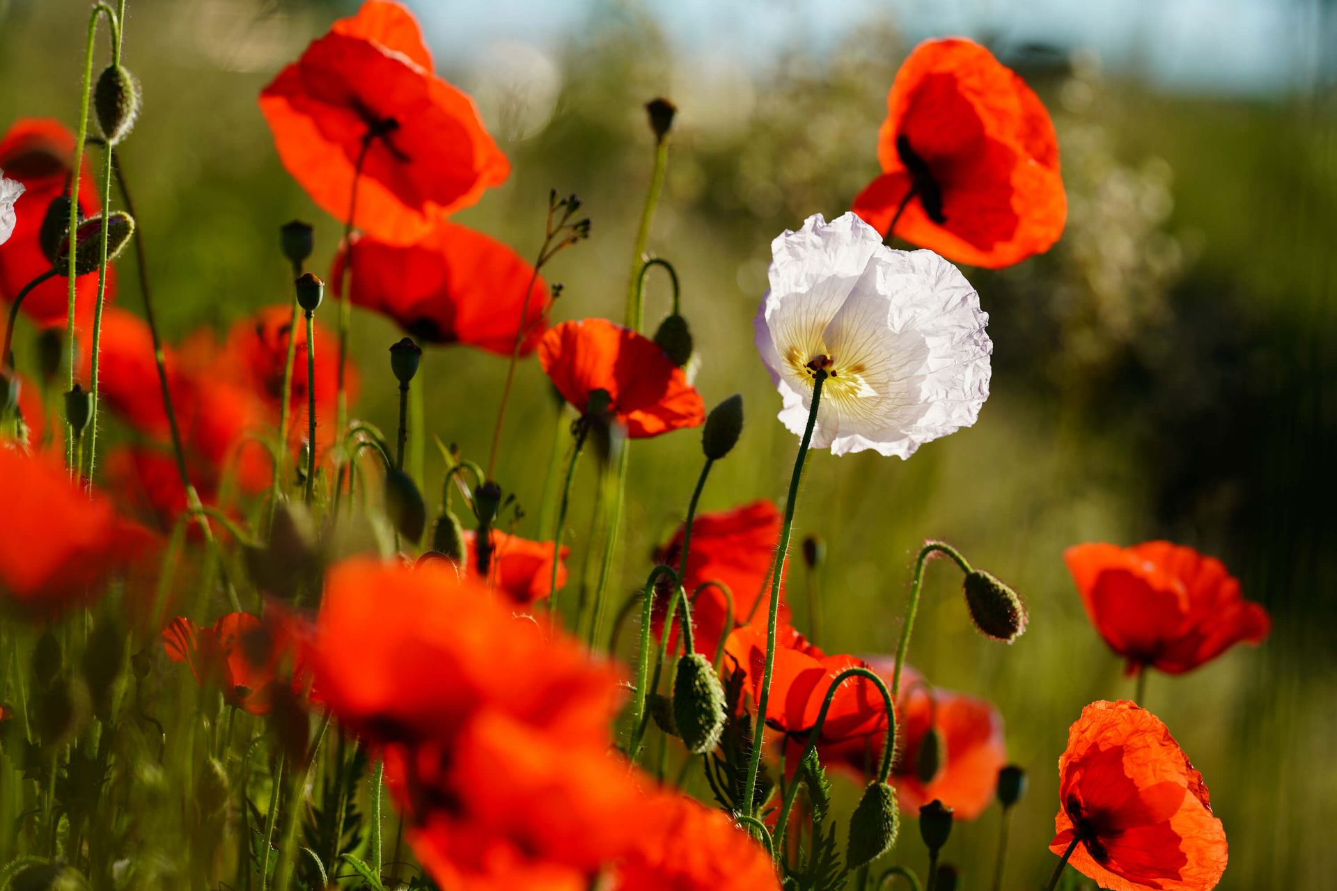 Common Poppy Wallpapers - Wallpaper Cave